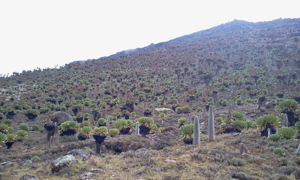 4 Days Mt Kenya Climbing: Chogoria – Sirimon Route - Jabulani Tours ...