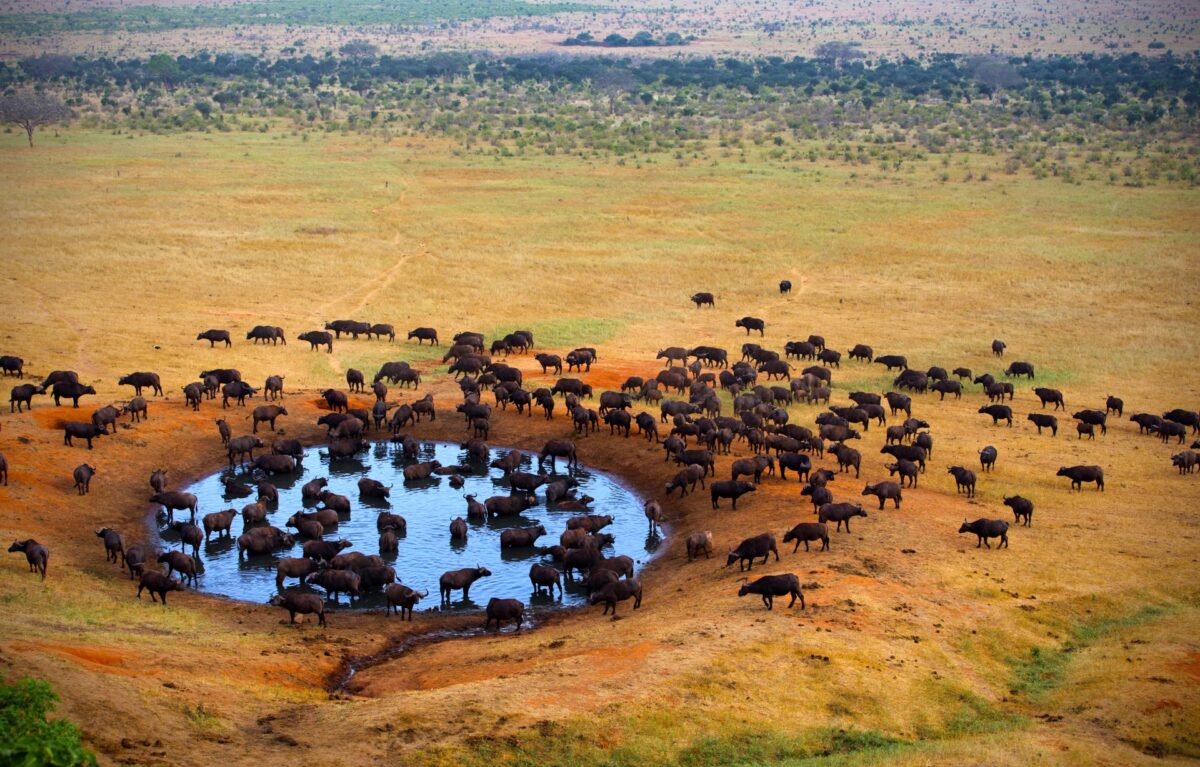 Exploring Kenya’s Southern Circuit: Amboseli, Tsavo Salt Lick & Kenya ...