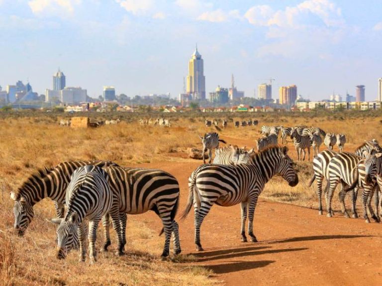 Nairobi National Park Day Tour - Jabulani Tours & Travel